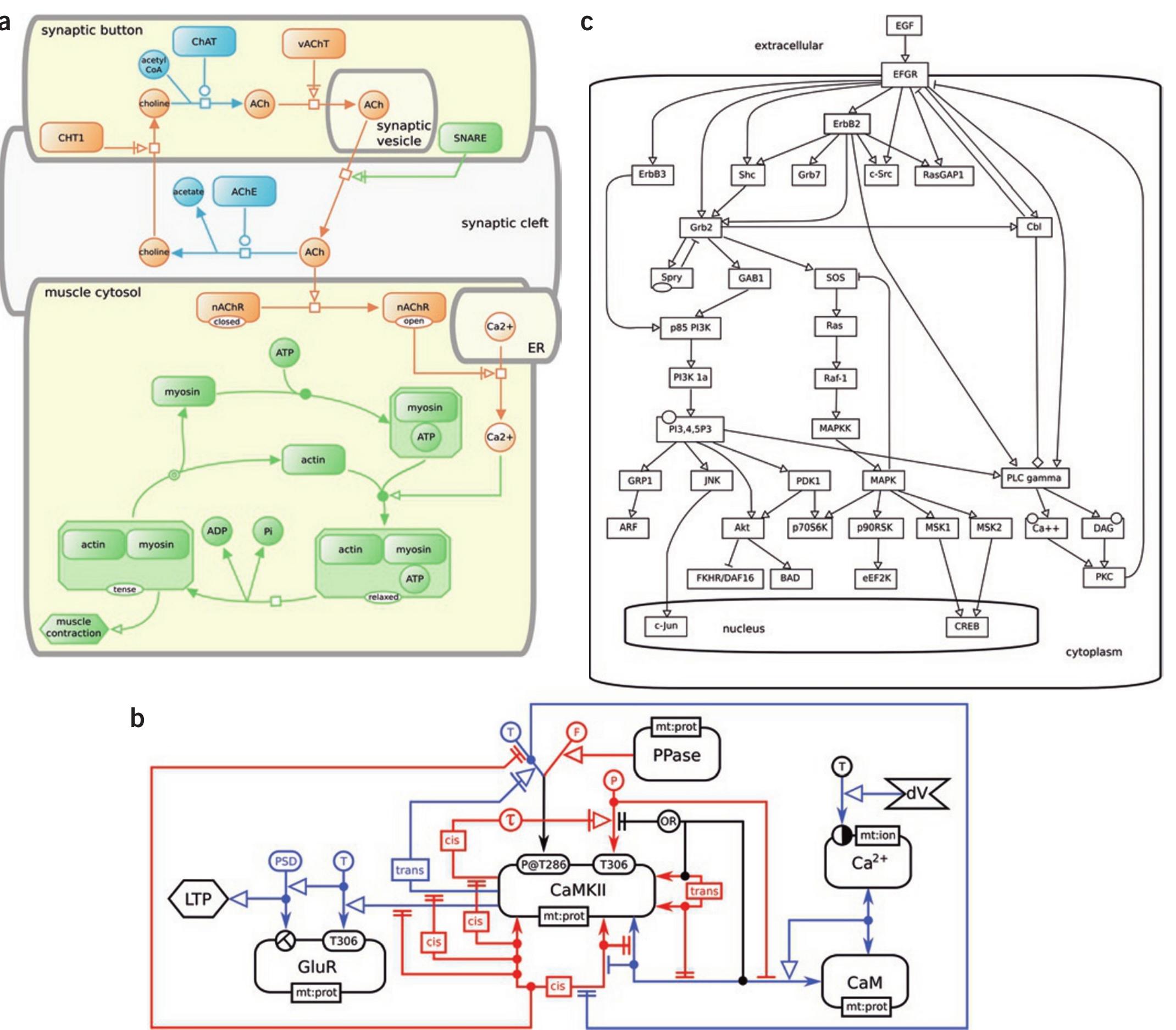 Example of complete sbgn diagrams. (a) process diagram