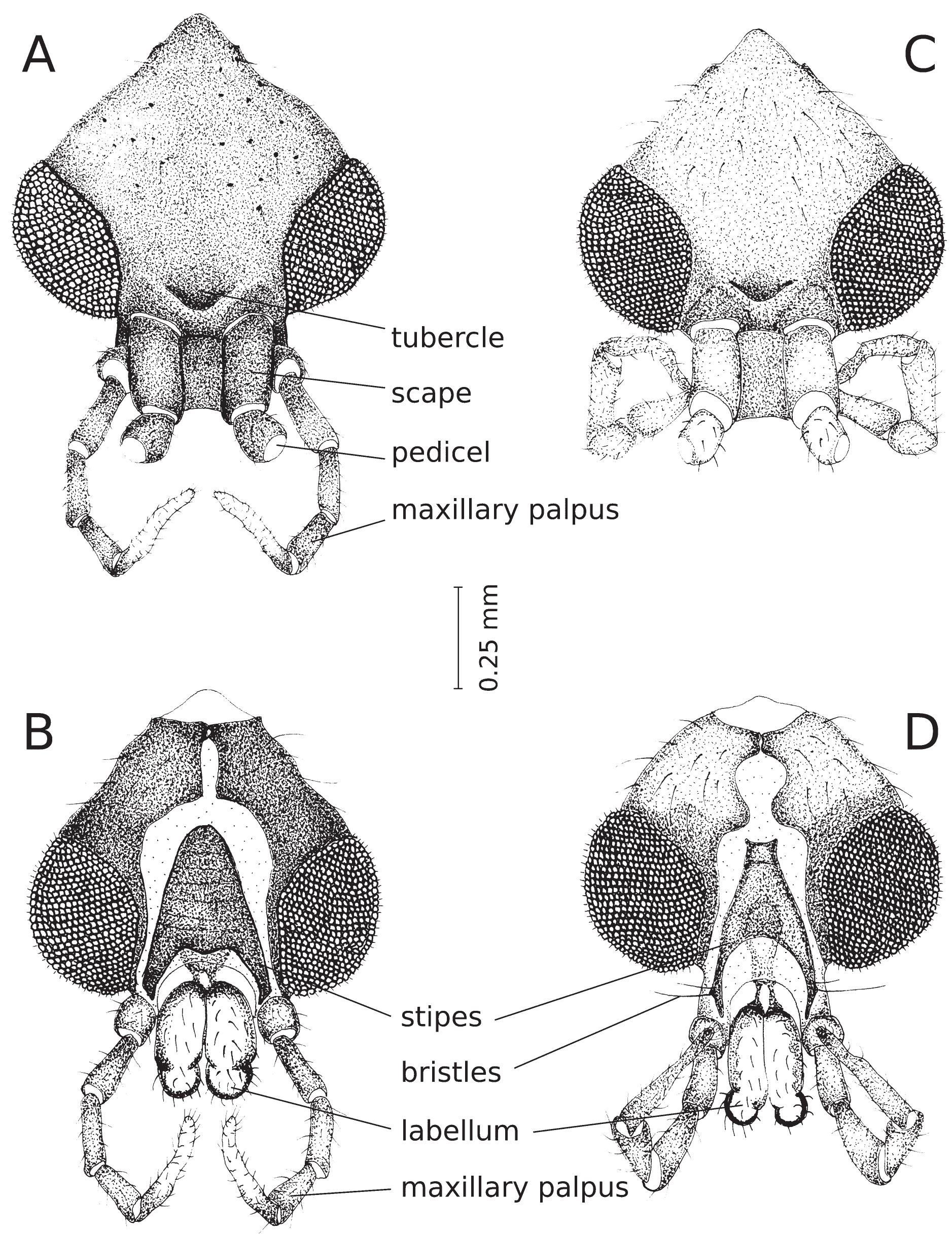 Head of p. fusca, dorsal (a) and ventral view (b) and p.