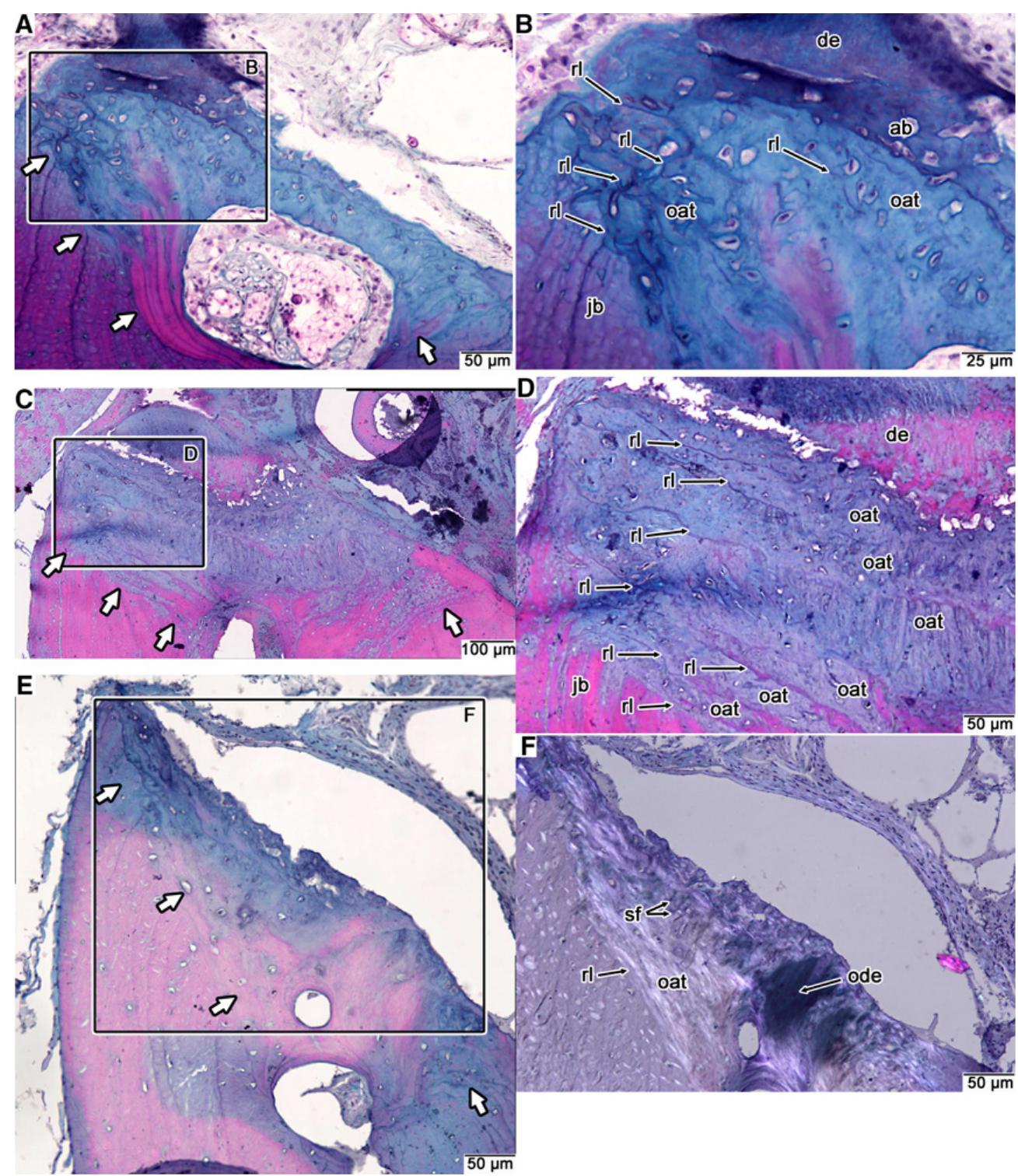 Comparative histology of snake interdental ridges. (a)