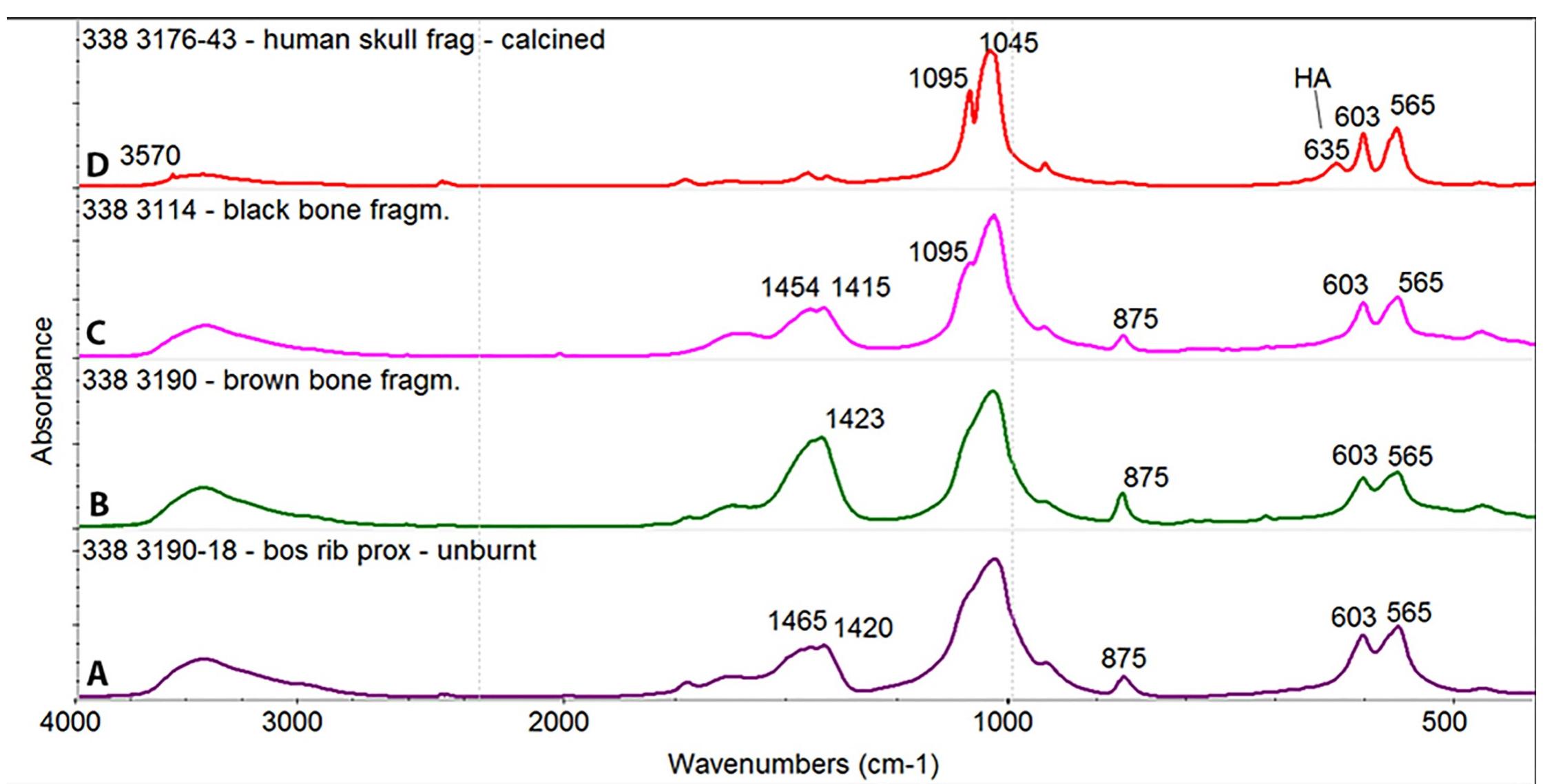 Ftir spectra of representative bone samples from beisamoun,