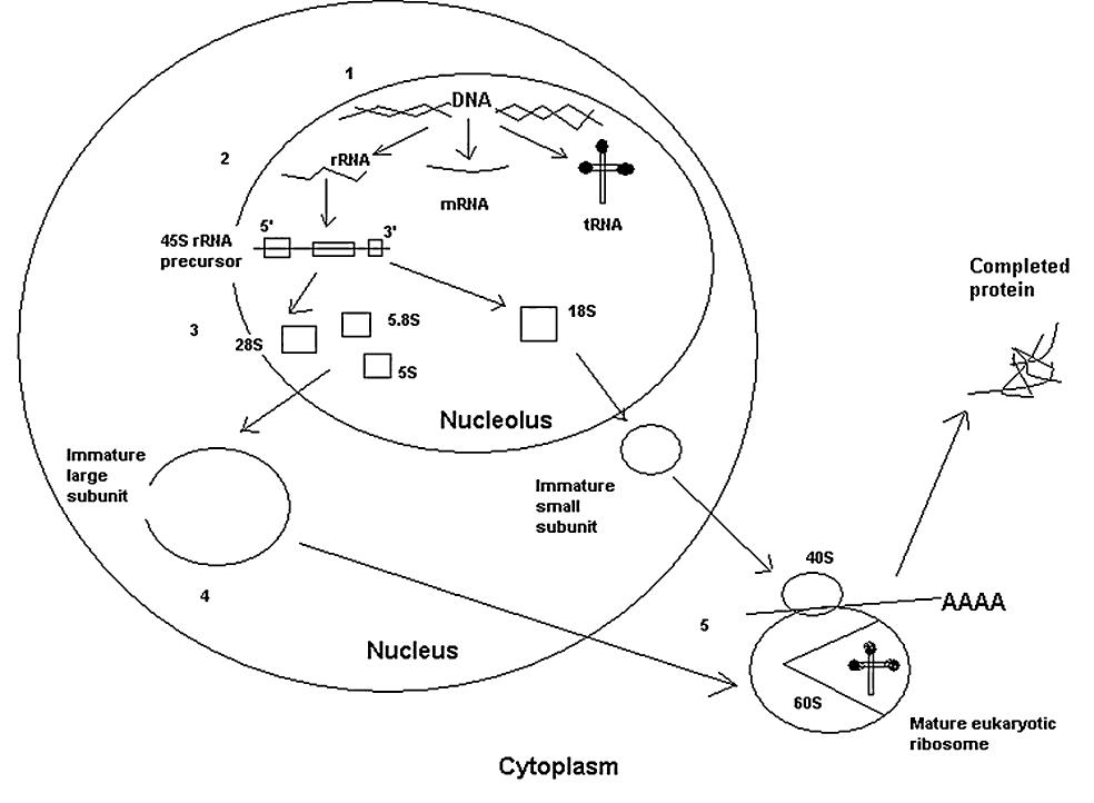 An overview of the biogenesis of the eukaryotic ribosome.