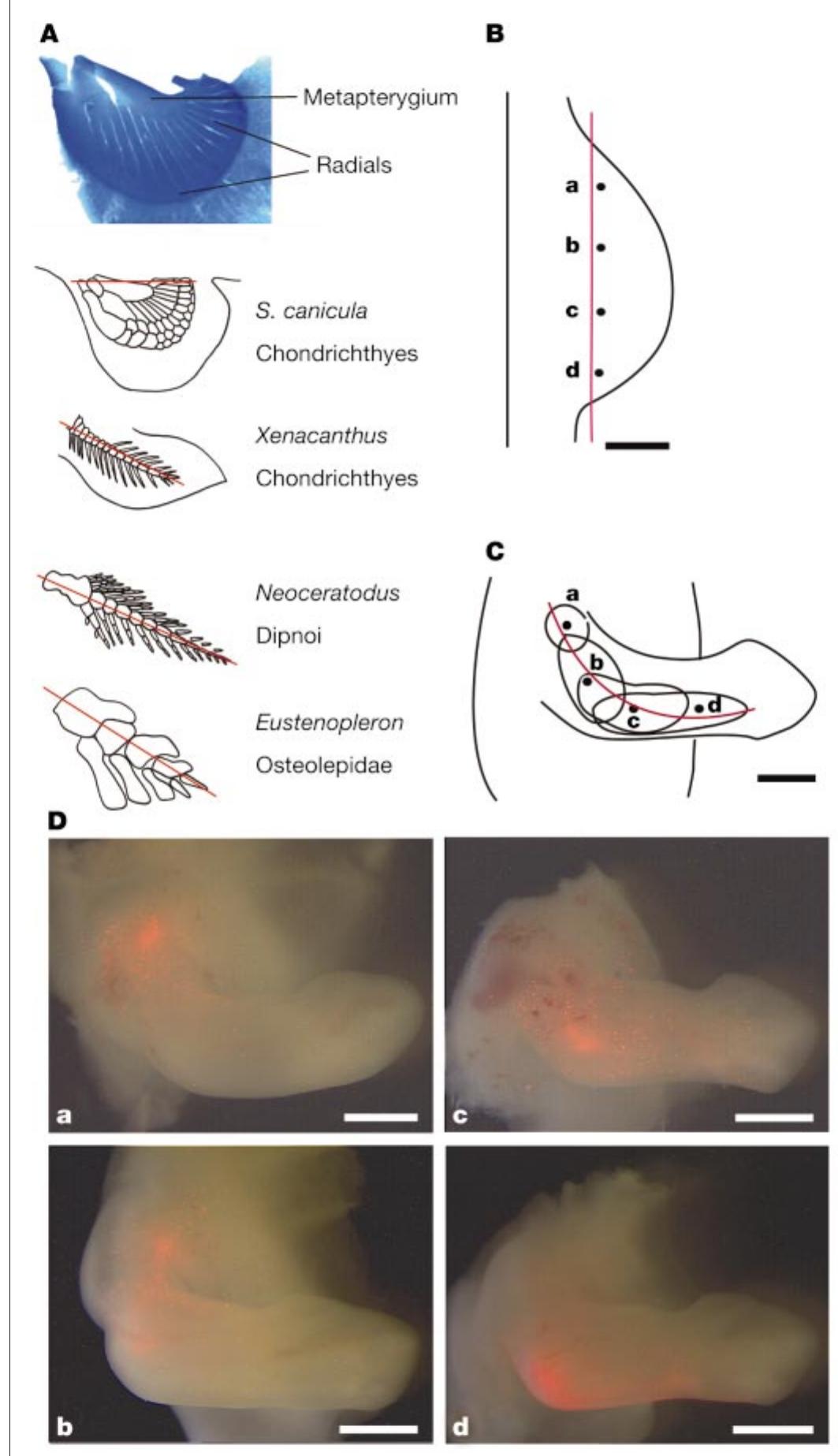 A, series of pectoral appendages comparing the dogfish with