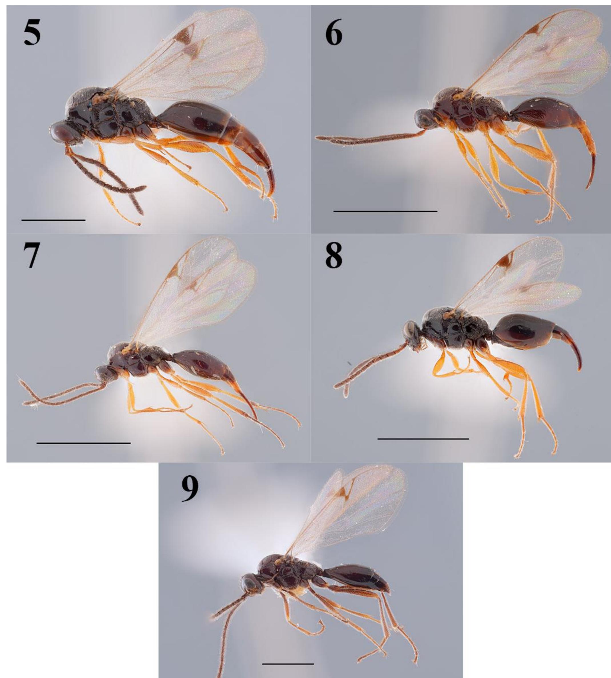 S 5—9. lateral habitus of taiwanese proctotrupidae. 5: b.
