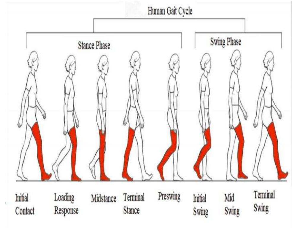 Human gait cycle. figure 10. hum: an gait cycle. a gait