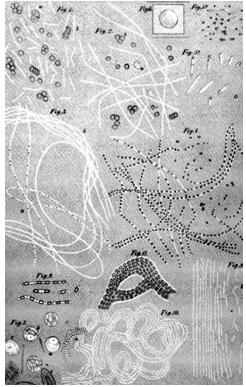 Figure 1 - from Robert Koch and the ‘golden age’ of