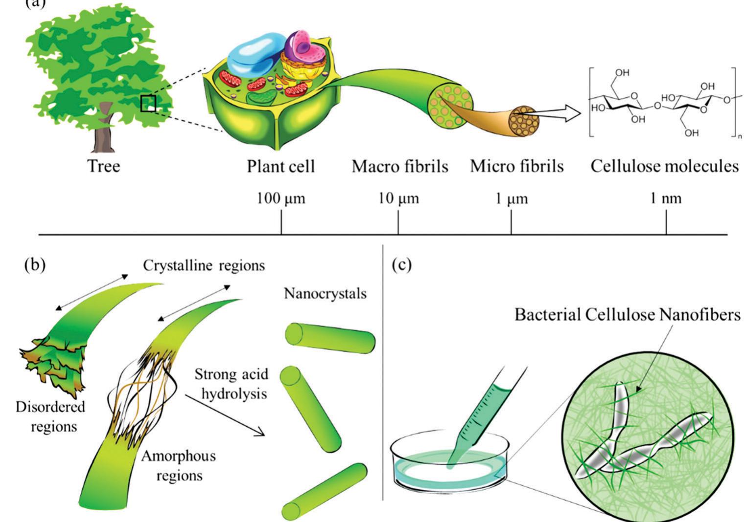(a) cellulose derived from plants and its structure. (b)