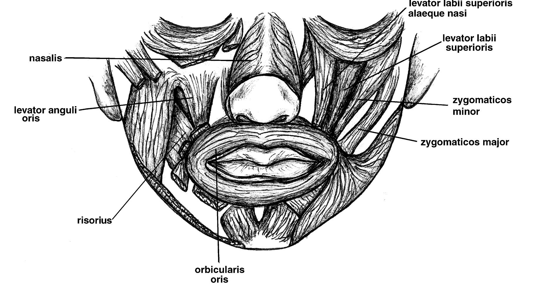Muscles of the perioral region.