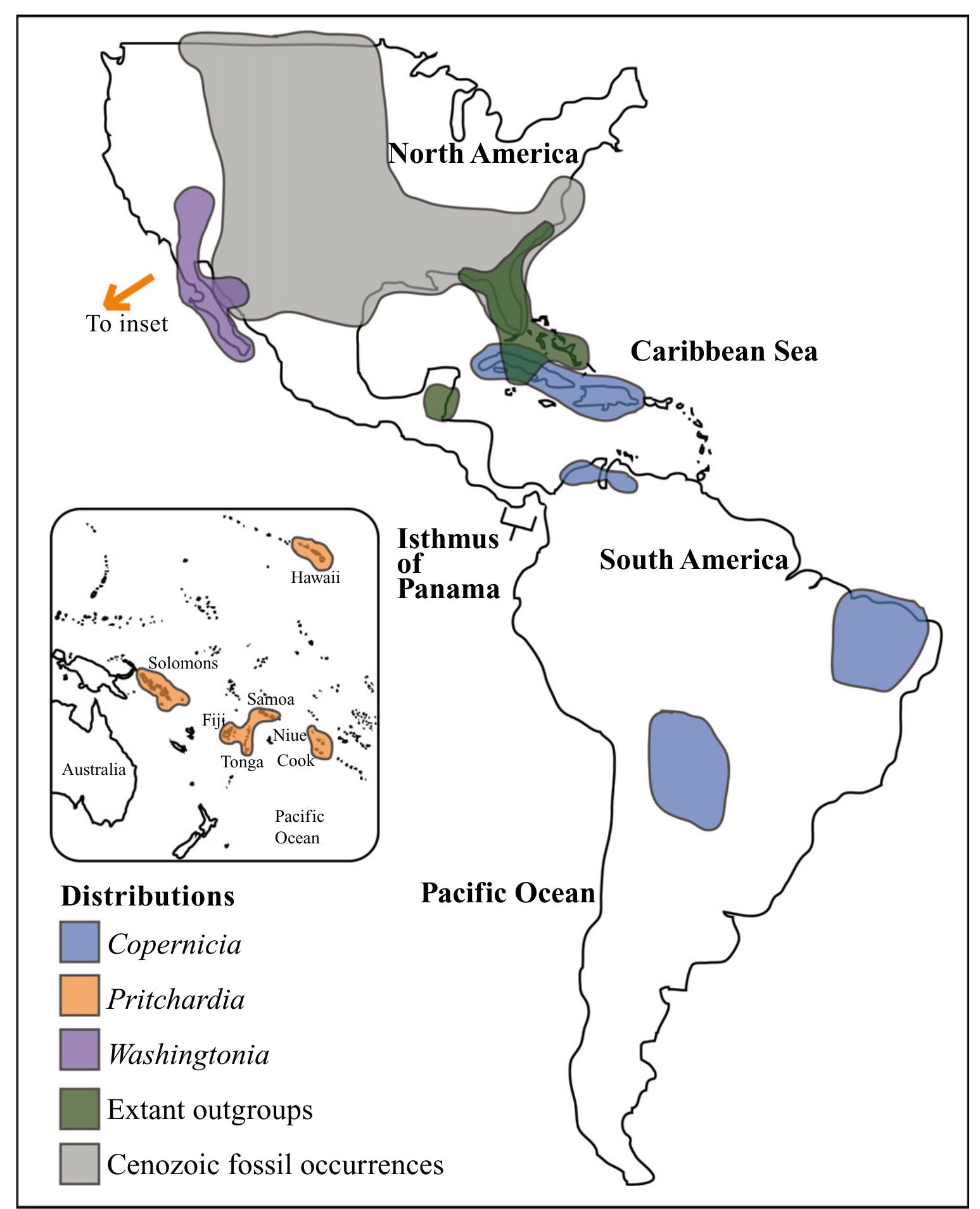 Map of the palm genera examined. copernicia is distributed