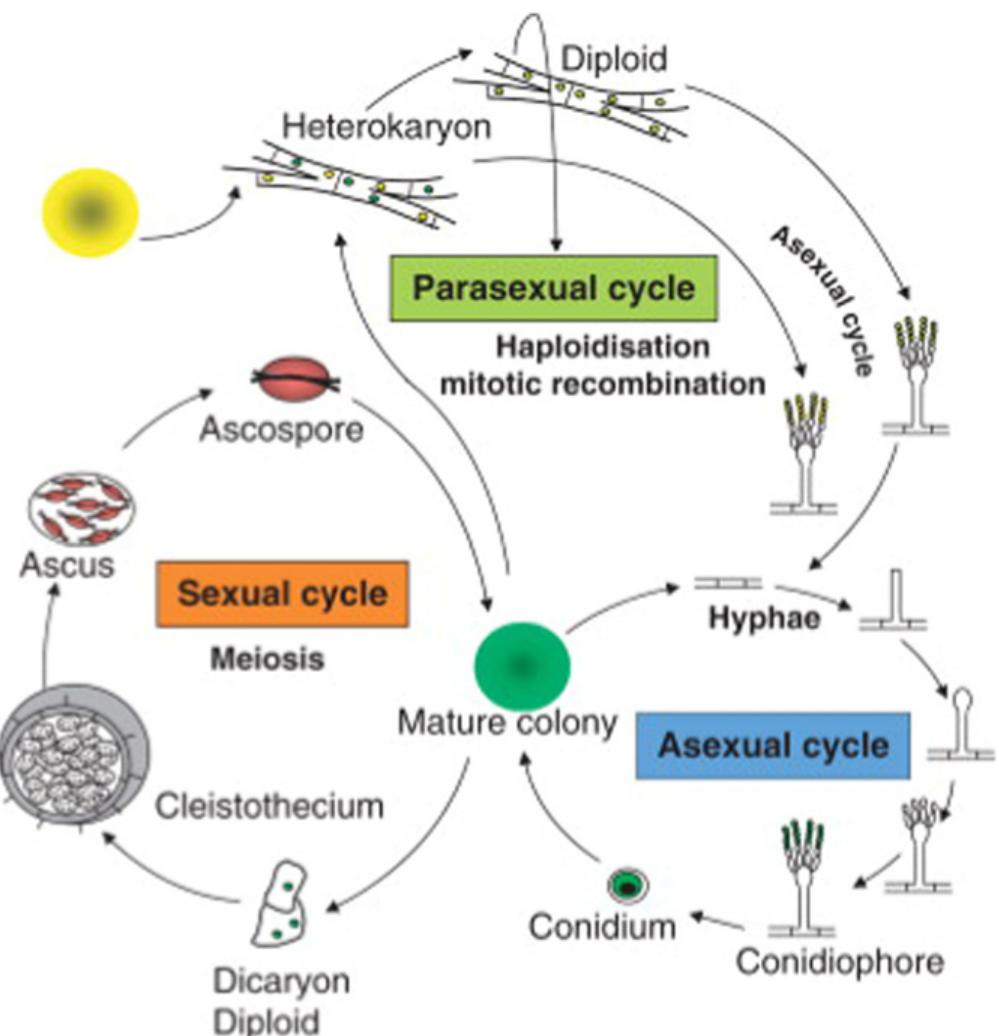 Figure 4 - from Aspergillus: A Multifaceted Genus