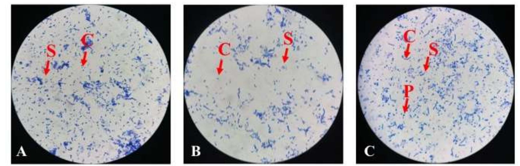 Coomasie brilliant blue staining images of bt pam33 after 6