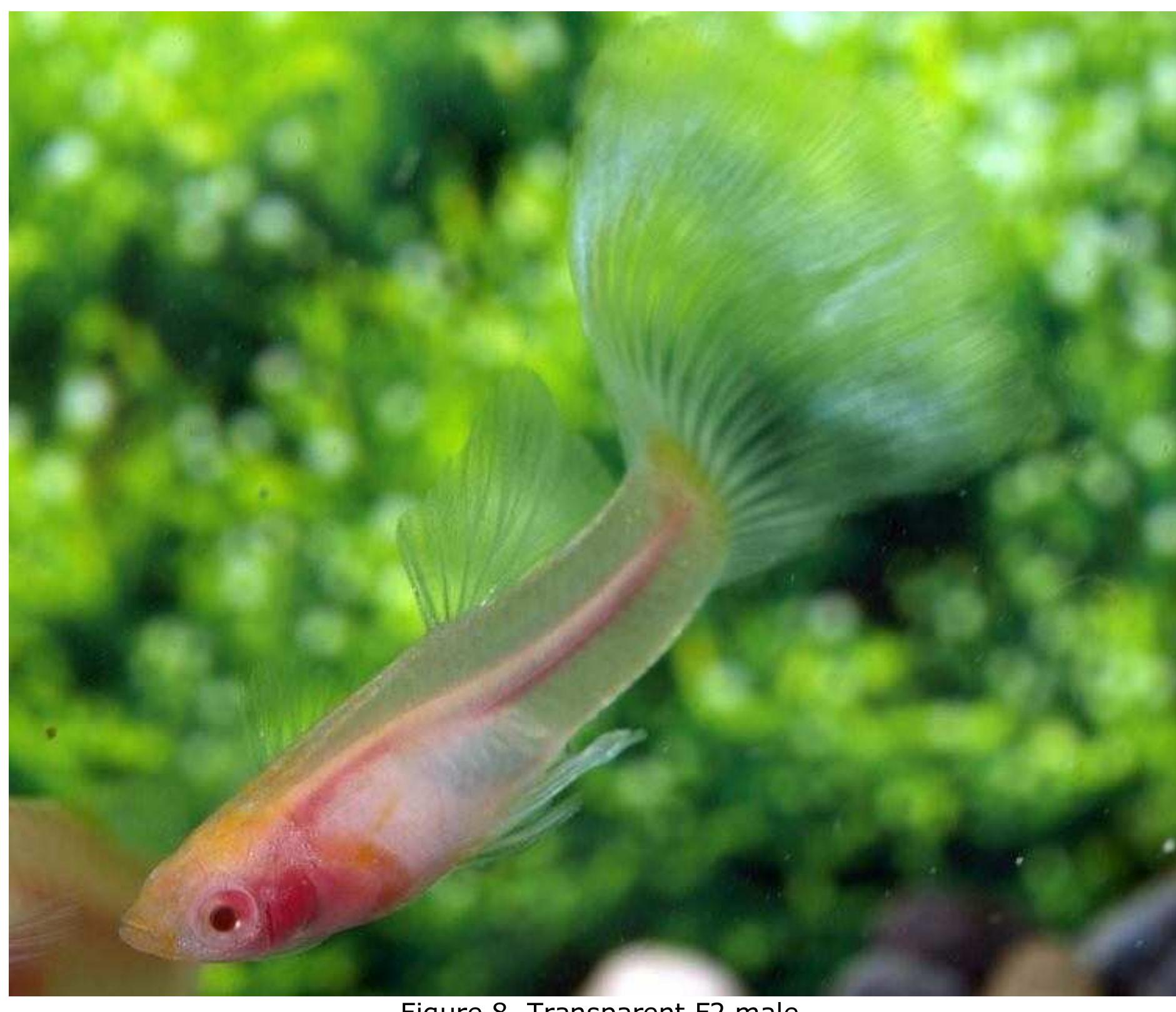 Figure 8 - The See-thru guppy: a transparent fish model