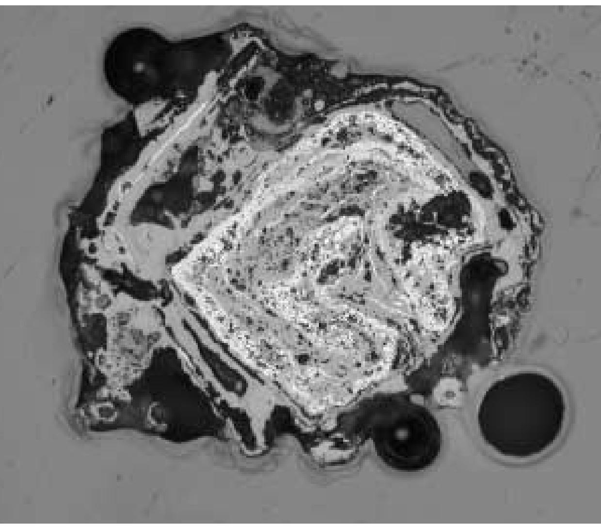Cross section through a gilded wire, showing the hammered
