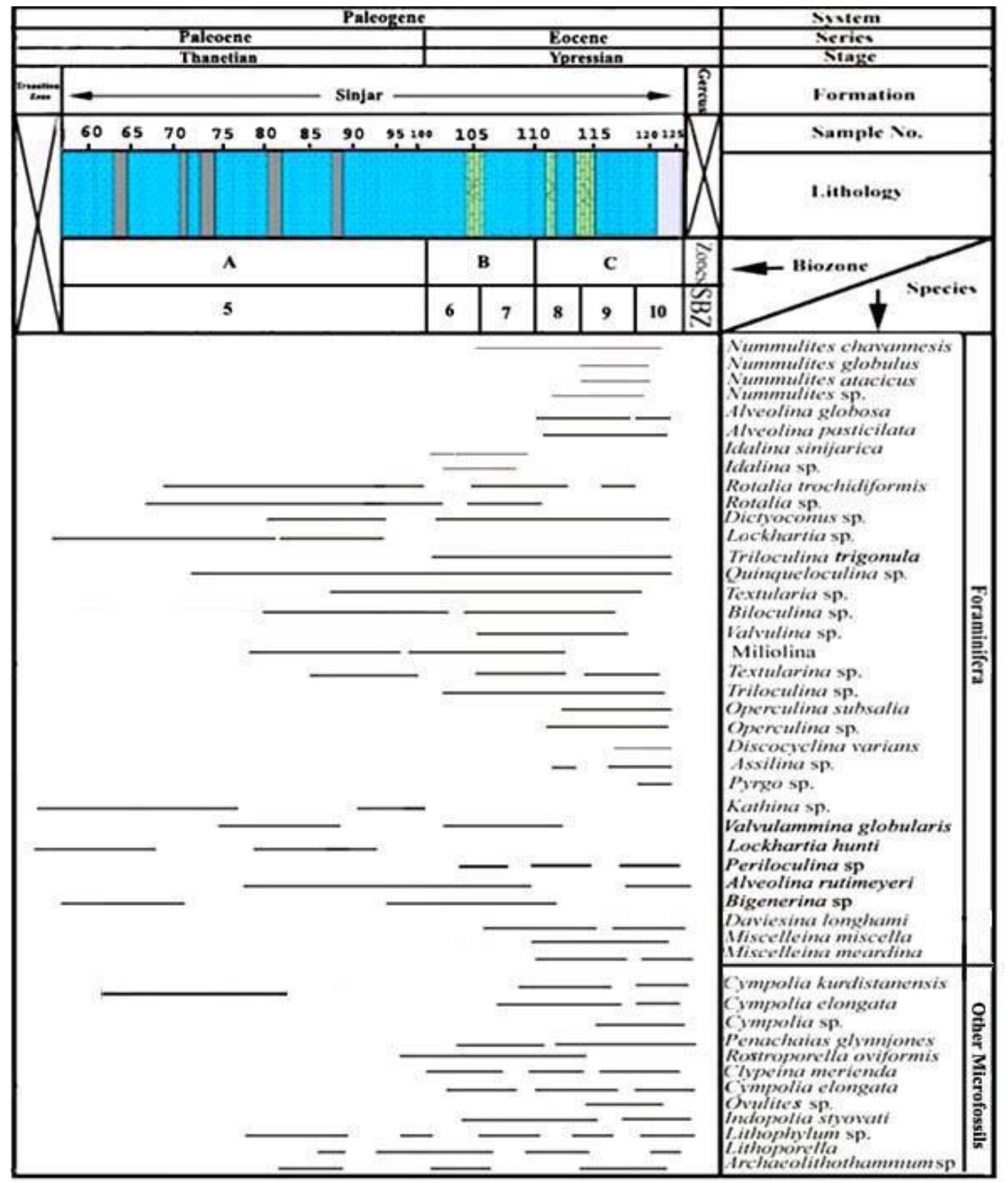 Biostratigraphic range chart of the microfossils within the
