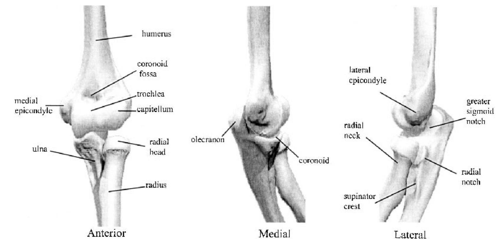 Bony landmarks of anterior, medial, and lateral distal