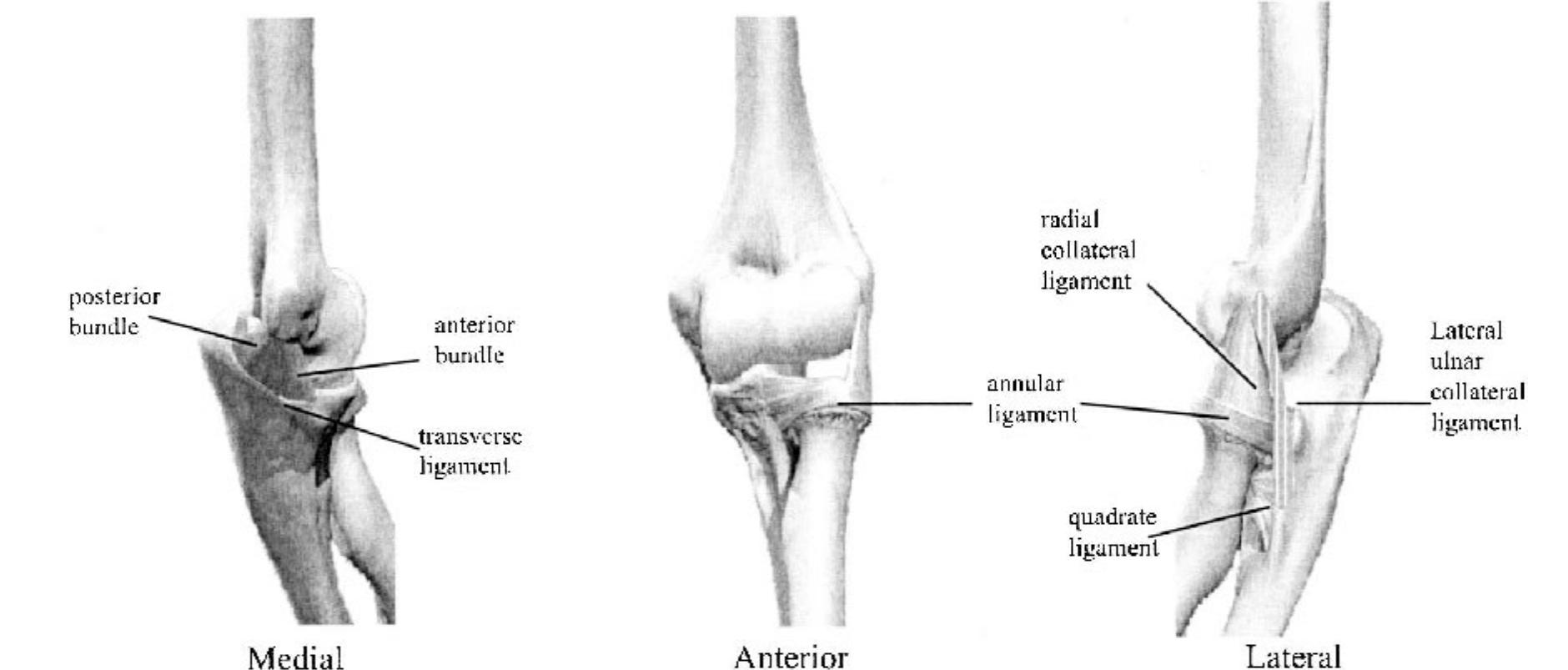A, medial elbow view shows the components of the medial