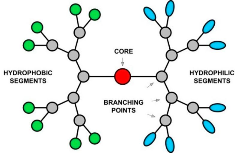 Schematic representation of an amphiphilic janus dendrimer.
