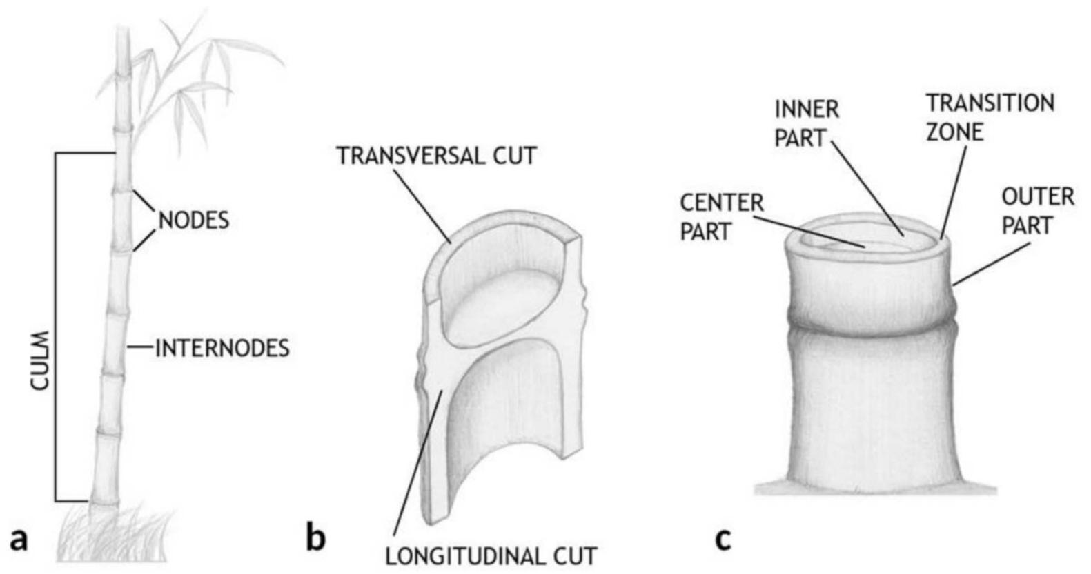 Bamboo scheme: (a) view of the plant from the ground to the