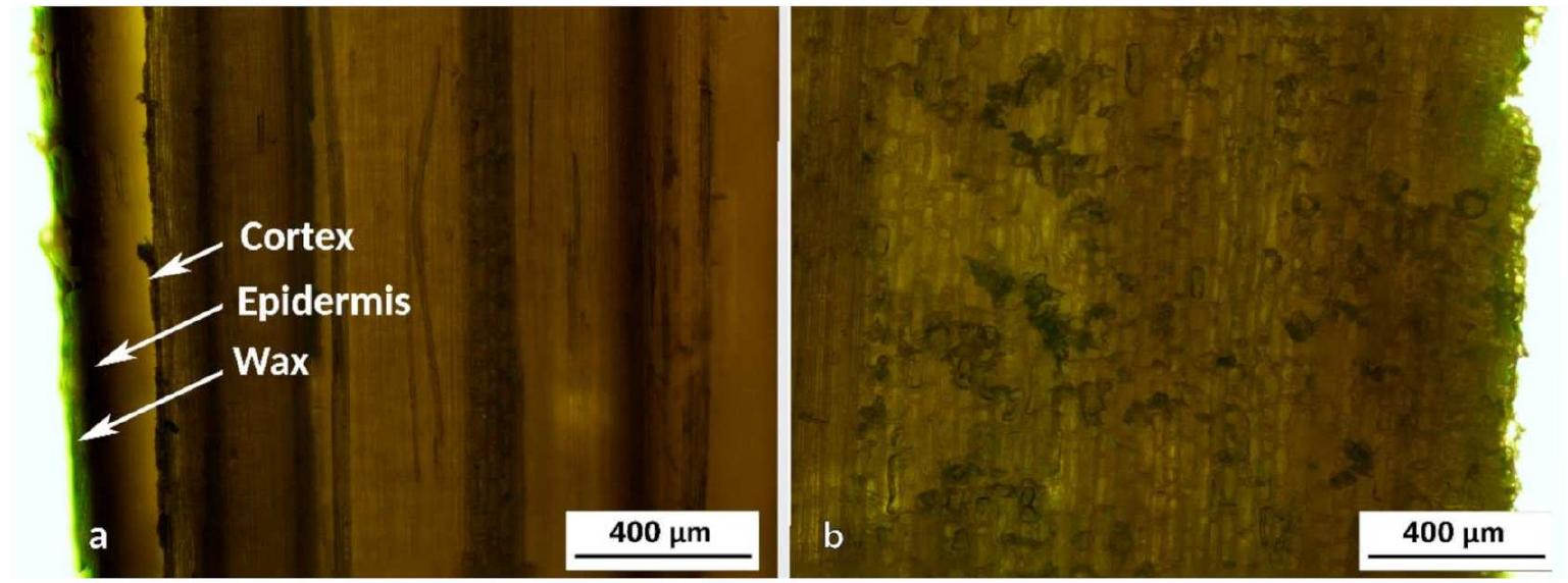 Om micrographs from longitudinal cuts of aa bamboo: (a)