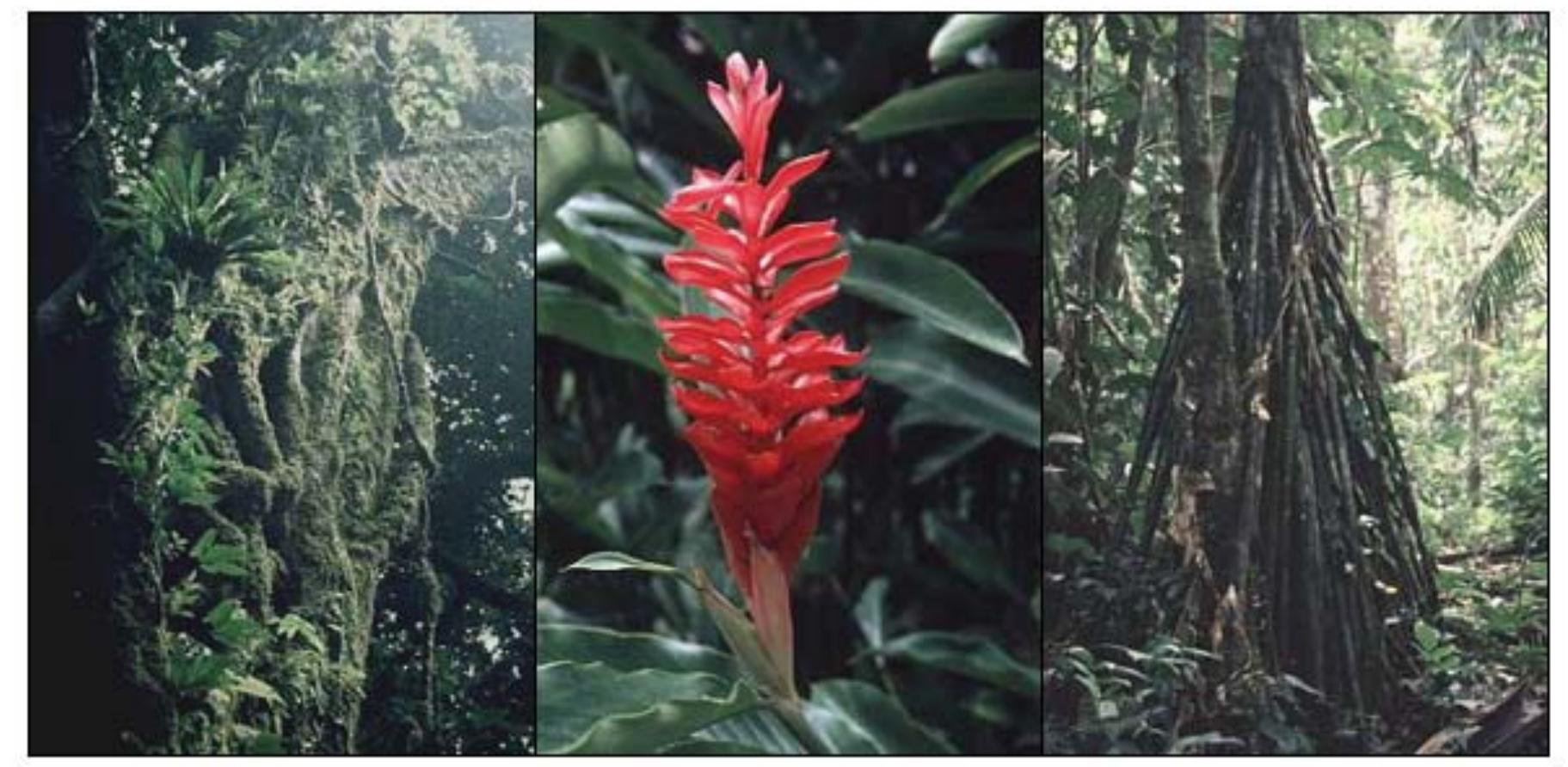 Examples of wet tropical rainforest communities. tropics as