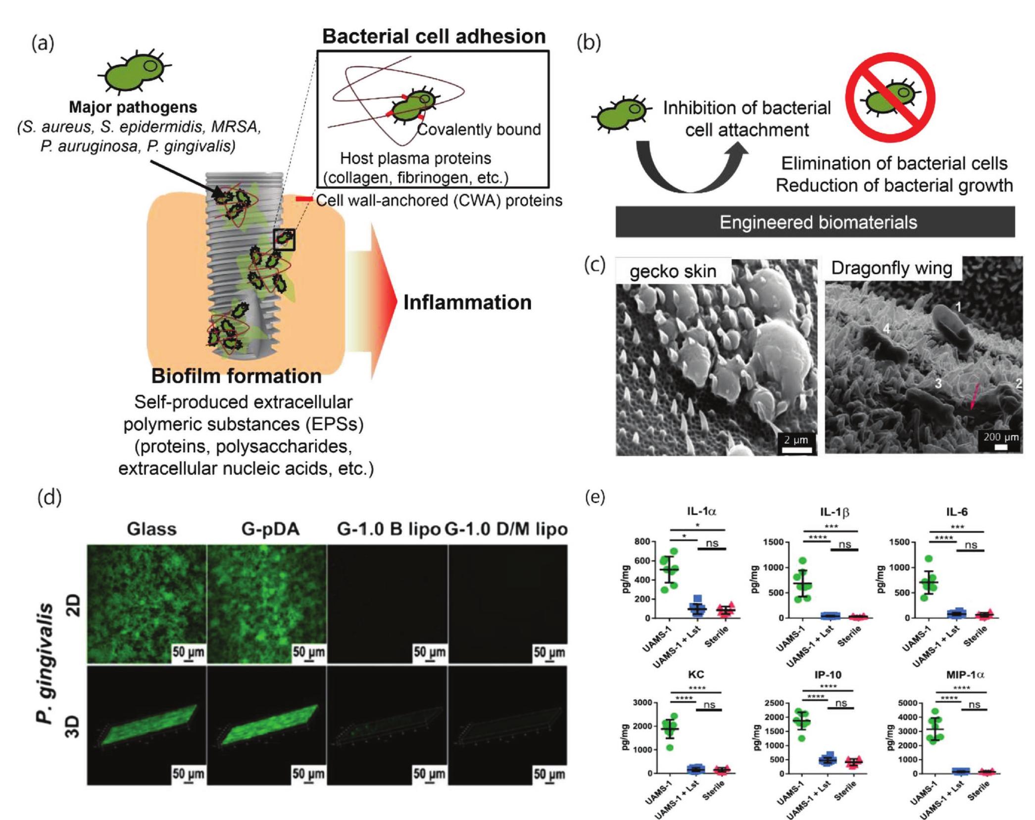 A) schematic illustration of biofilm formation on the