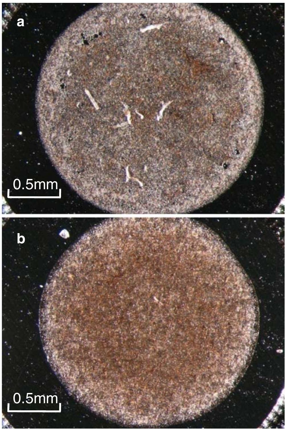 Microscopic images of fusarium conidia spores a light-