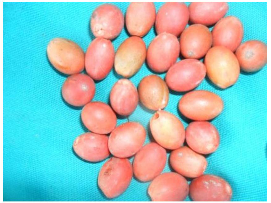 Imhlophe (xhosa) and moepel (afrikaans), belongs to the