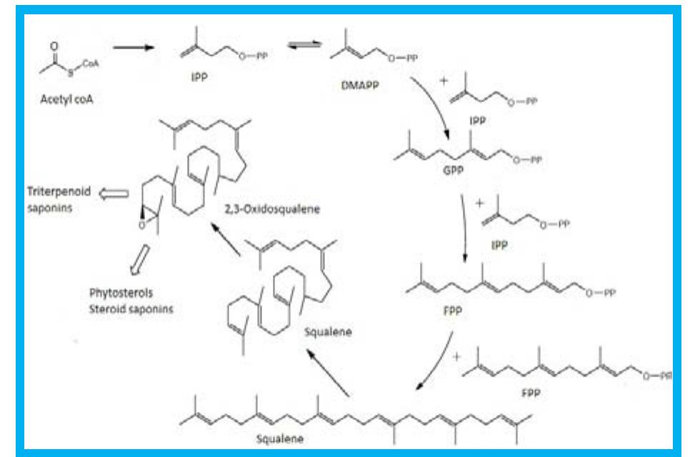 Biosynthesis of 2,3 oxidosqualene, a common precursor and