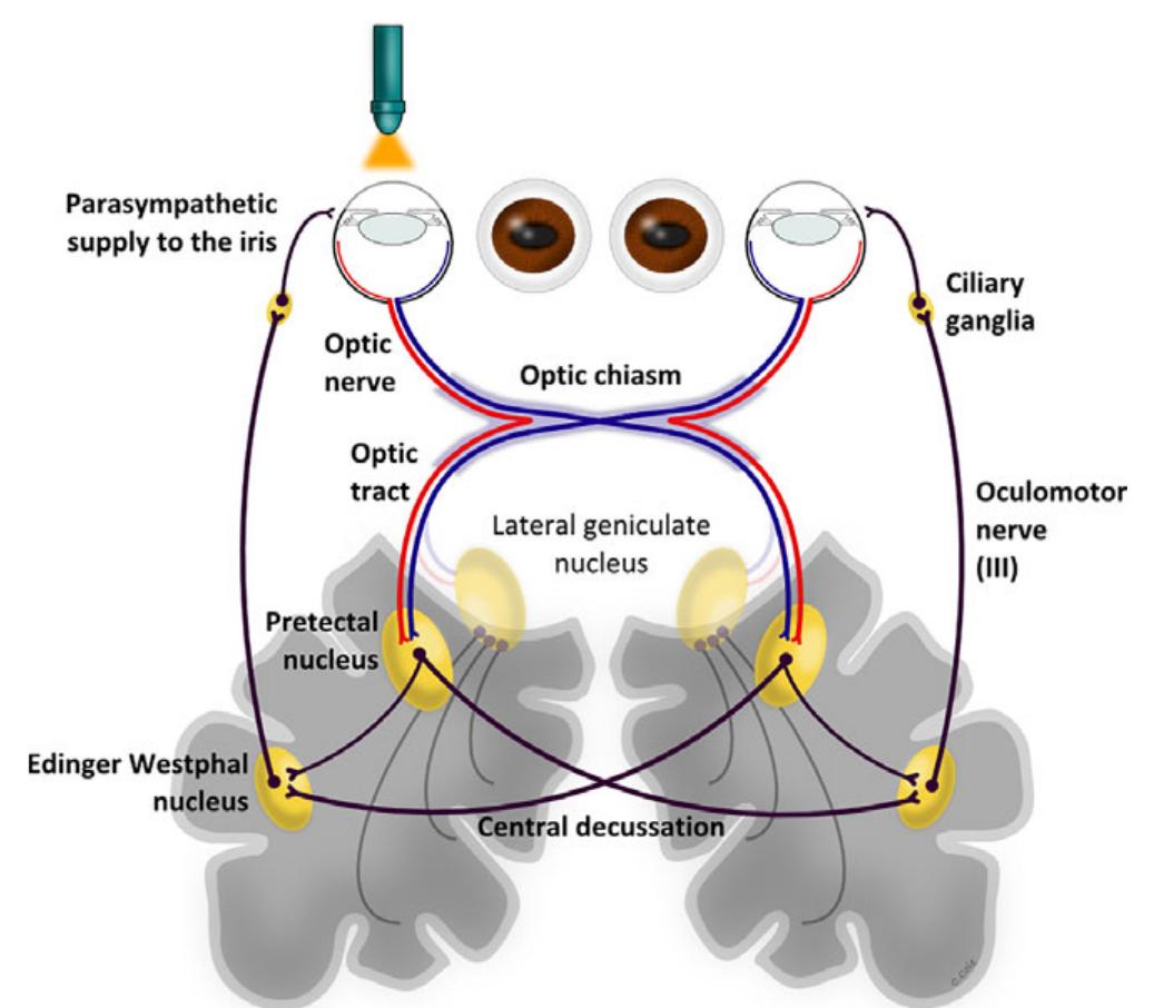Palpebral reflex fig 4: pathway for pupillary light reflex.