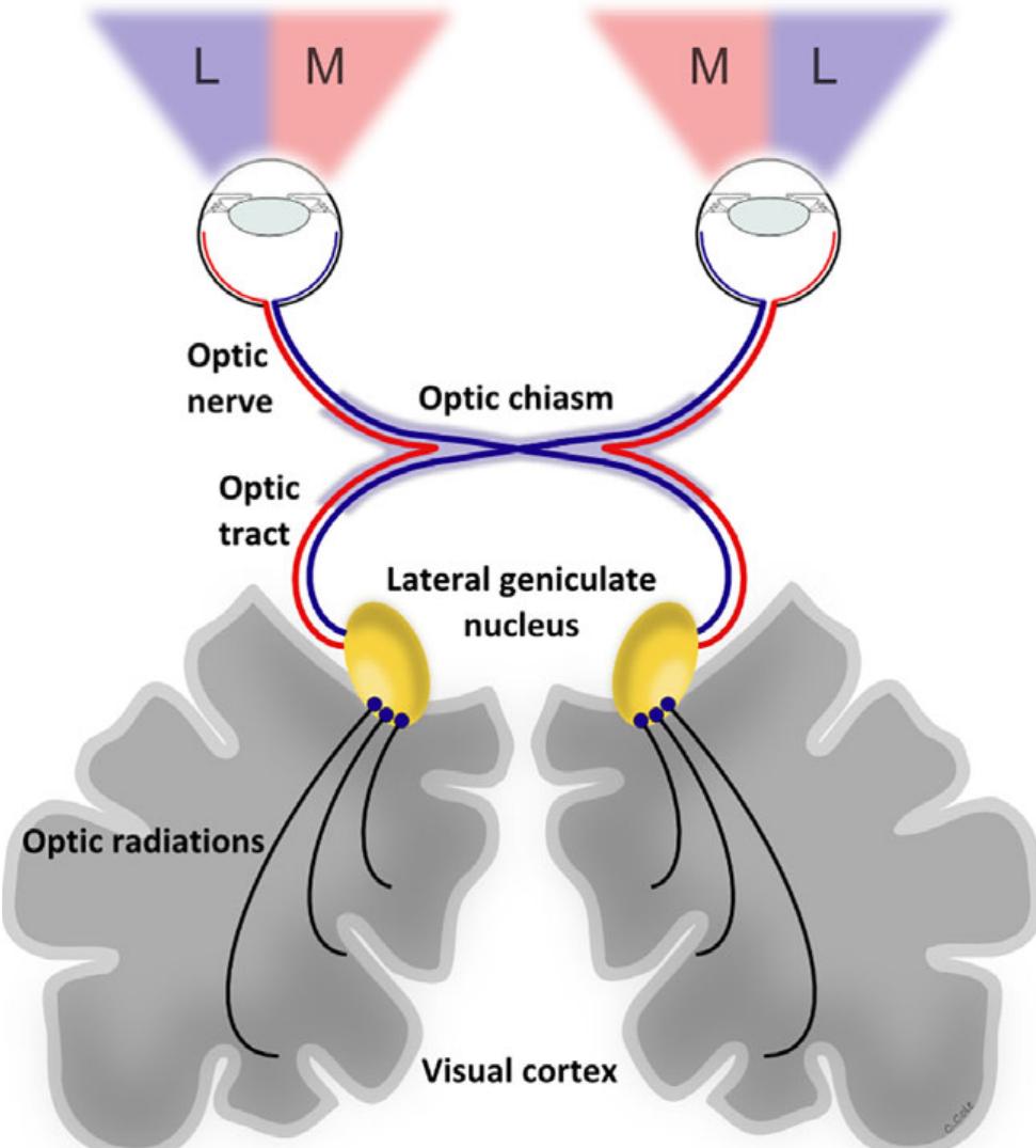 Visual pathway. l = lateral visual field which corresponds