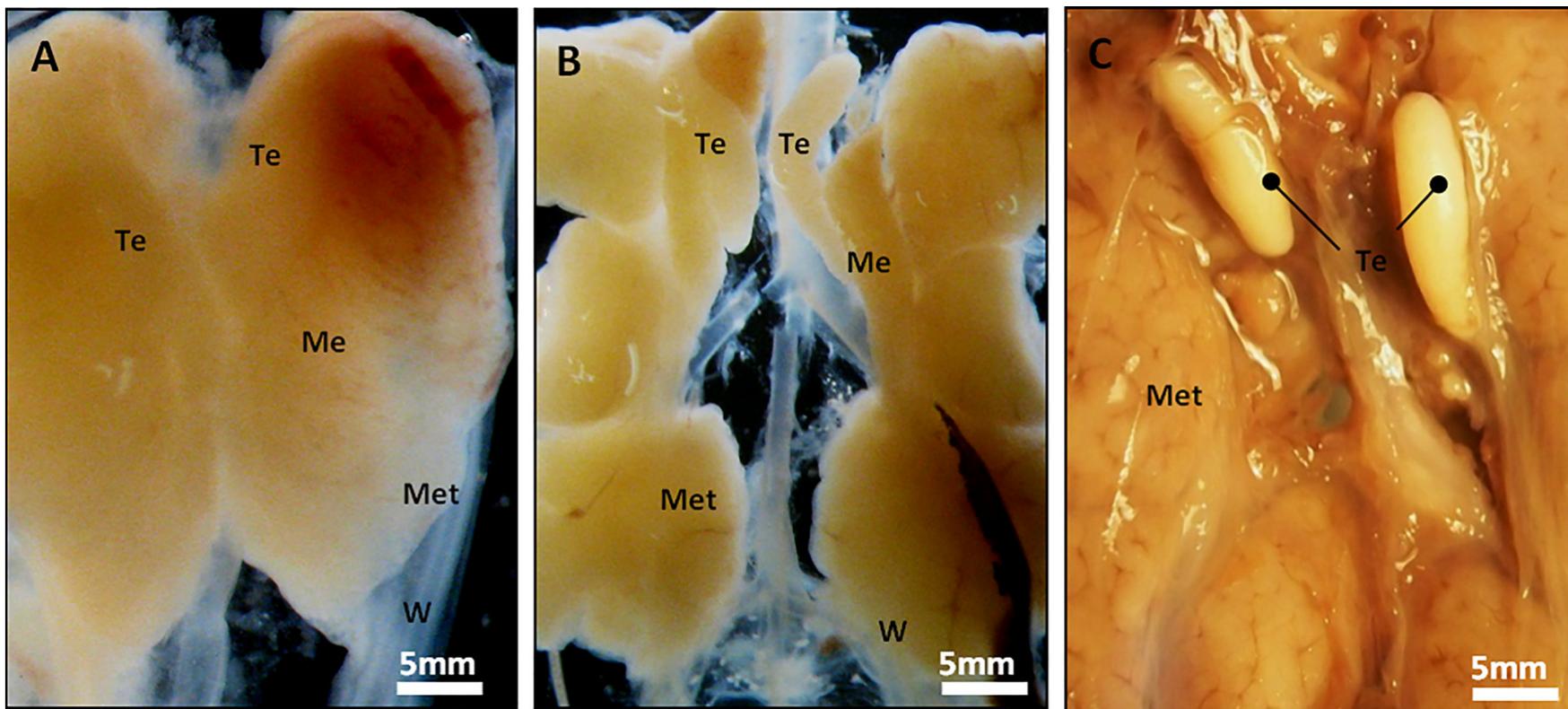 Detail of the color change of the testes of the embryo of c.