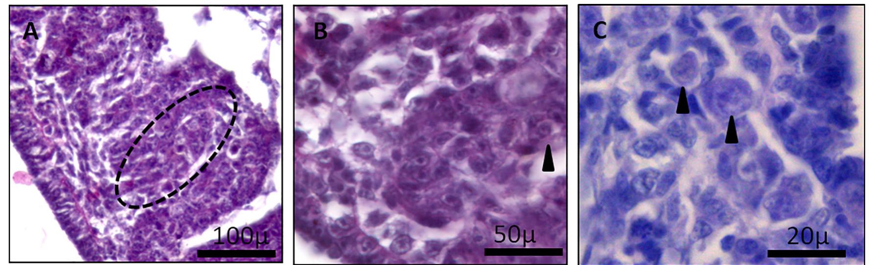 A) cross section of embryo testis of c. livia (s26). b-c)