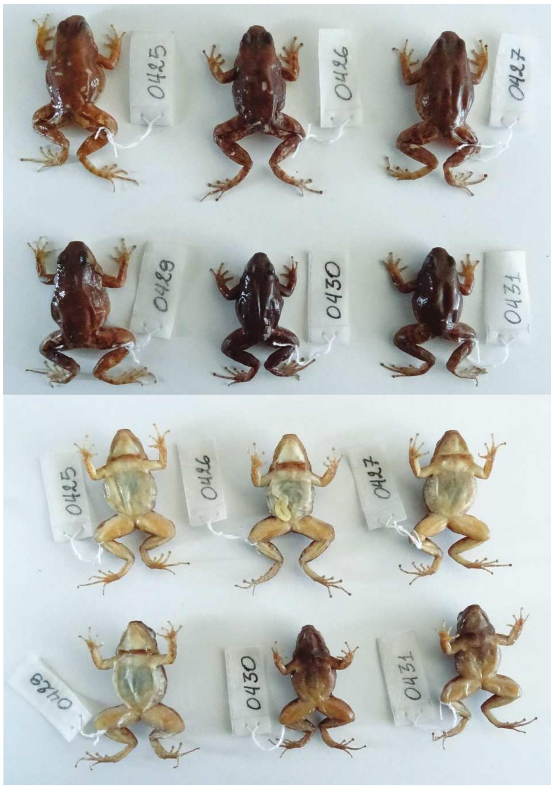 Dorsal and ventral views of preserved paratypes of