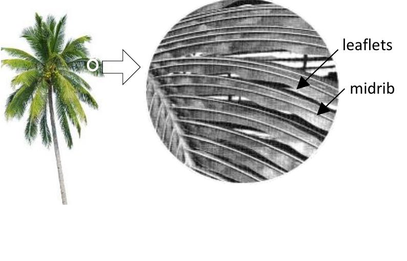 The three main parts of coconut leaves; leaflets,midrib and