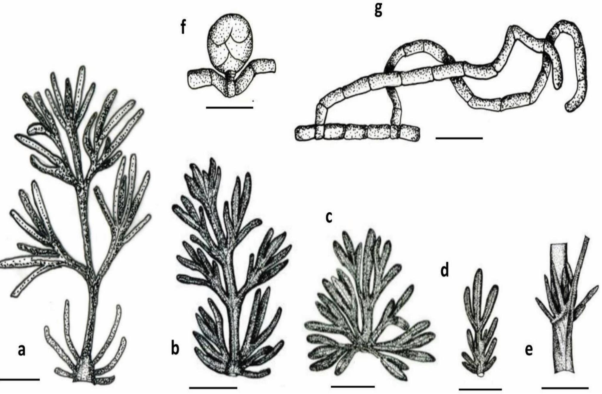 Artemisia turanica krash.: leaf sequence. a lower stem leaf,