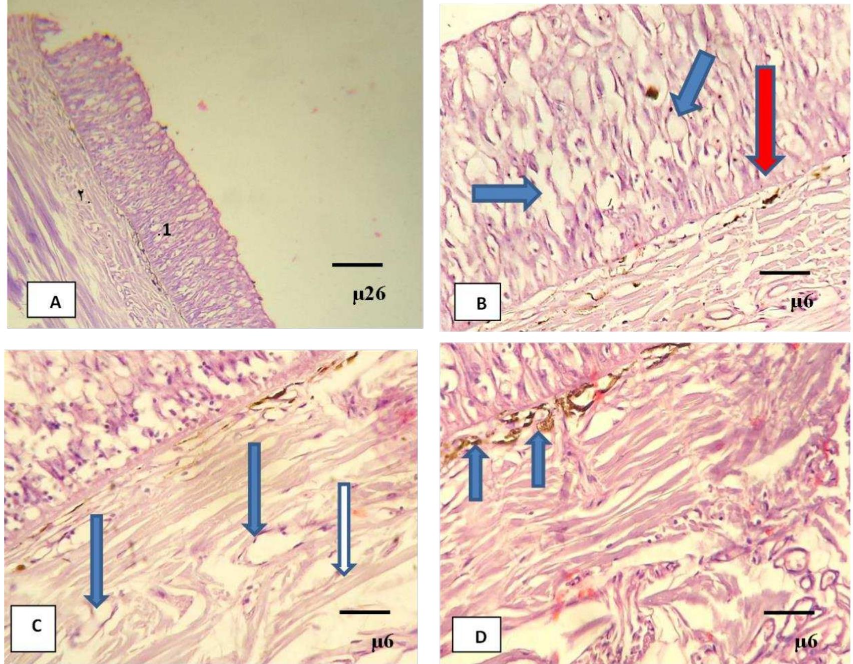Cross section of skin of silurus triostegus a: the two