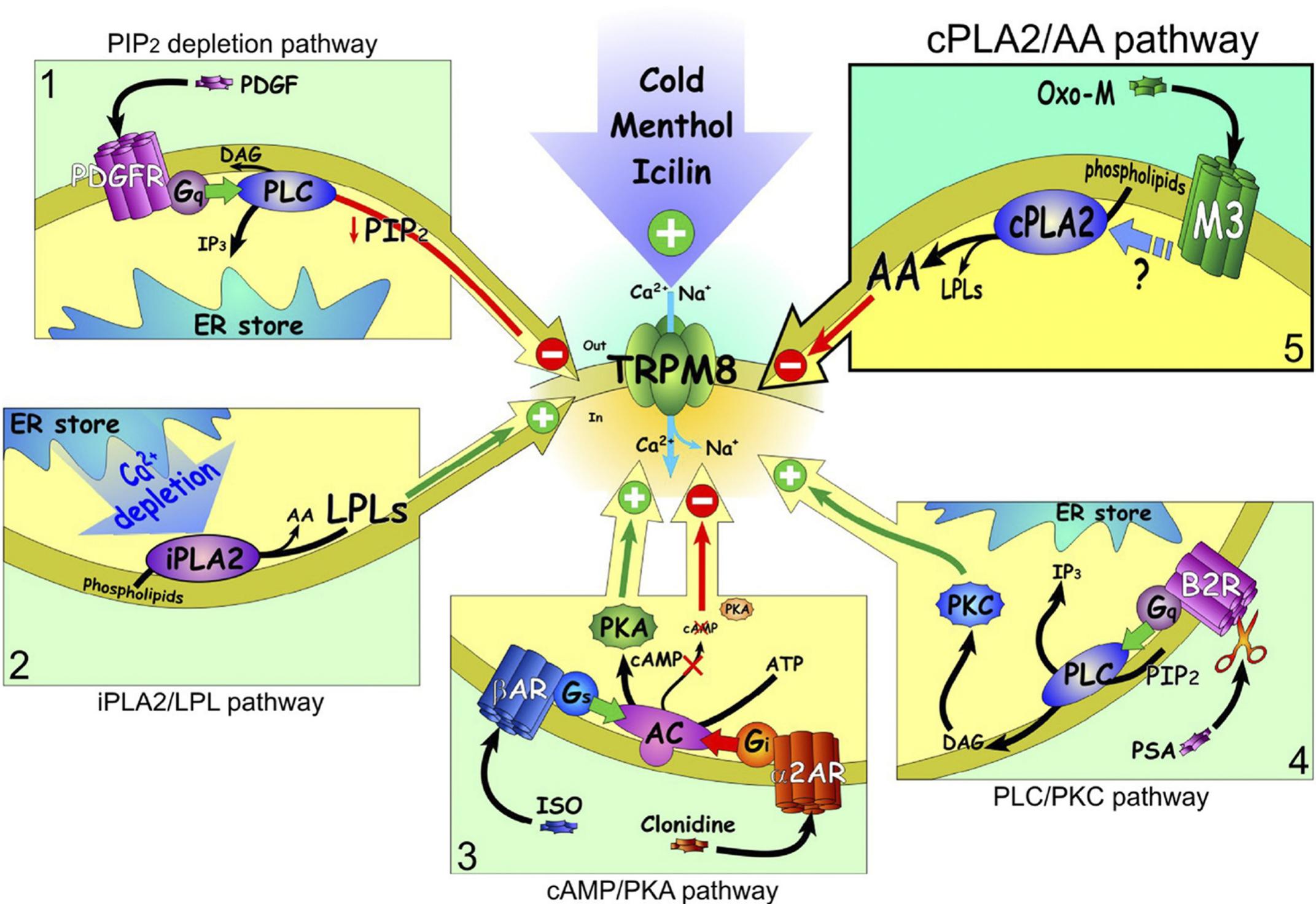 Schematic of principal signaling pathways involved in