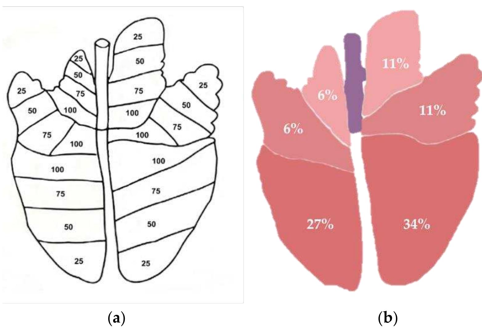Schematic representation of a pig lung. dorsal view.