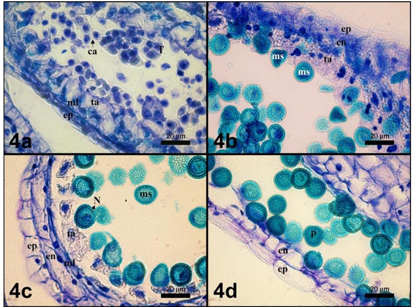 Cross-section of anthers stained with toluidine blue in late