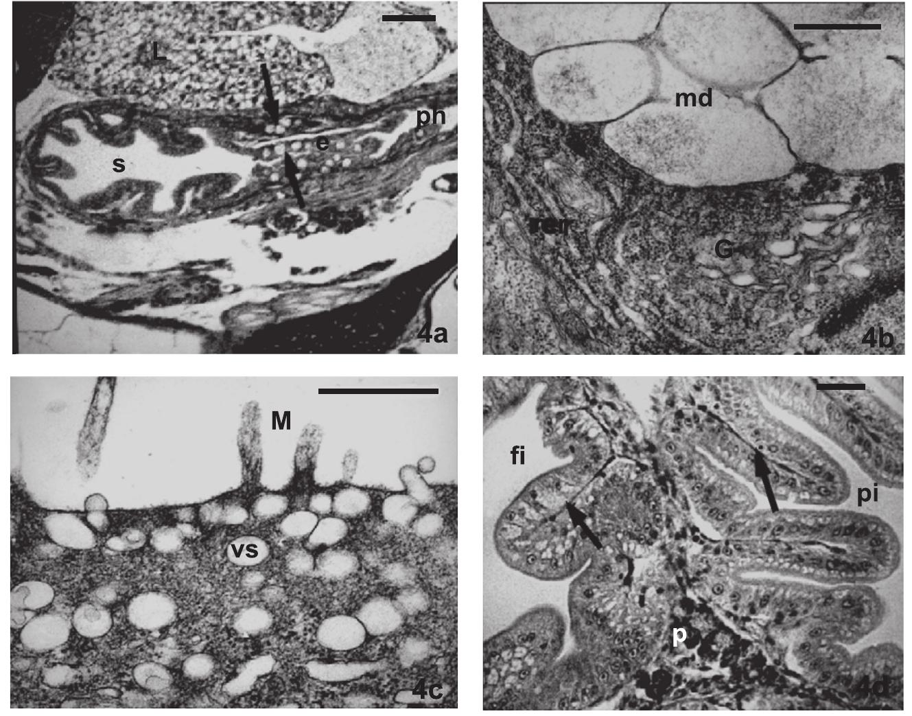 Ig. 4. (a) lm. sagittal section of a 23-day-old larva. note