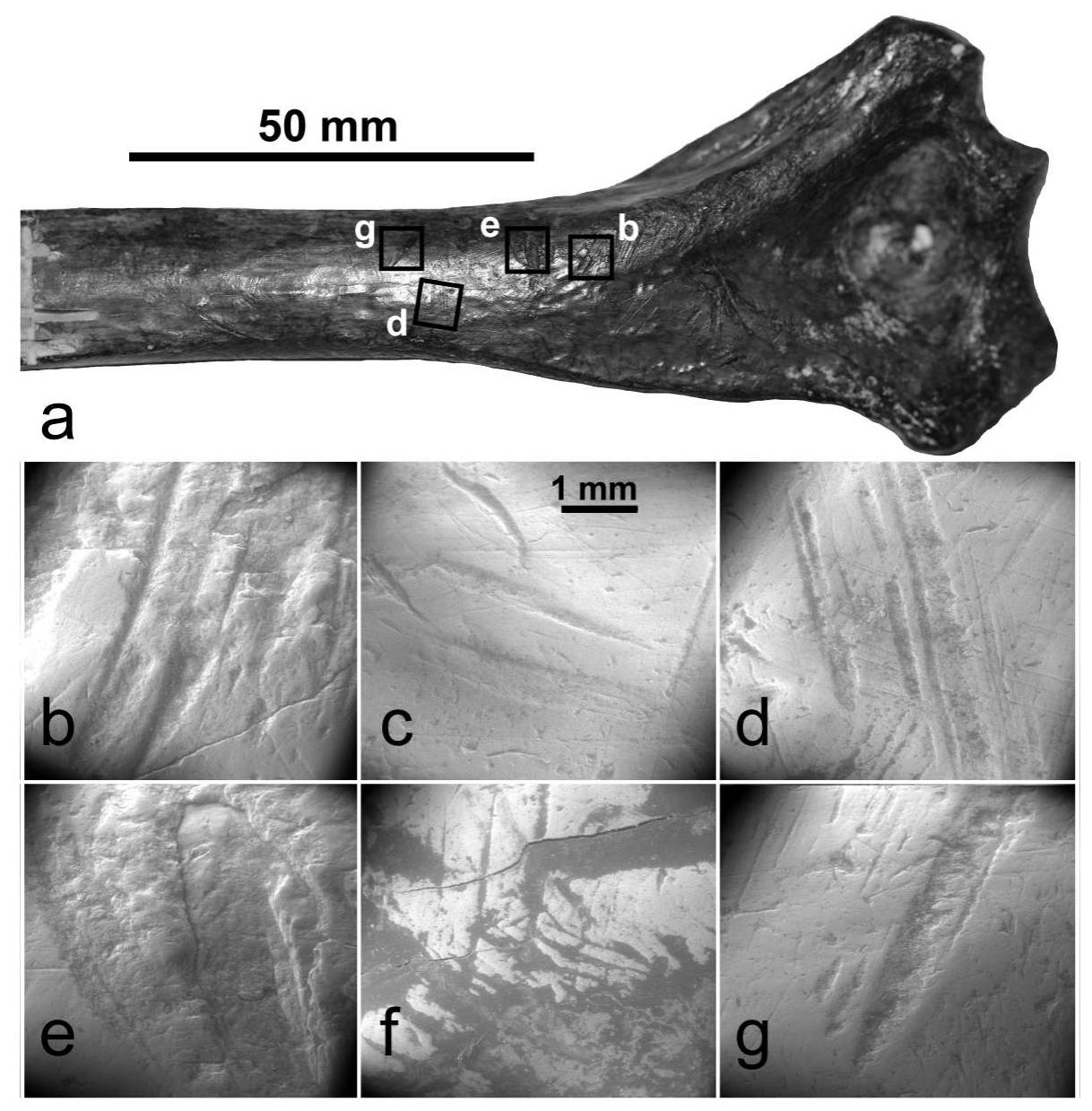 Re-examination of purported cutmarks [14] on
