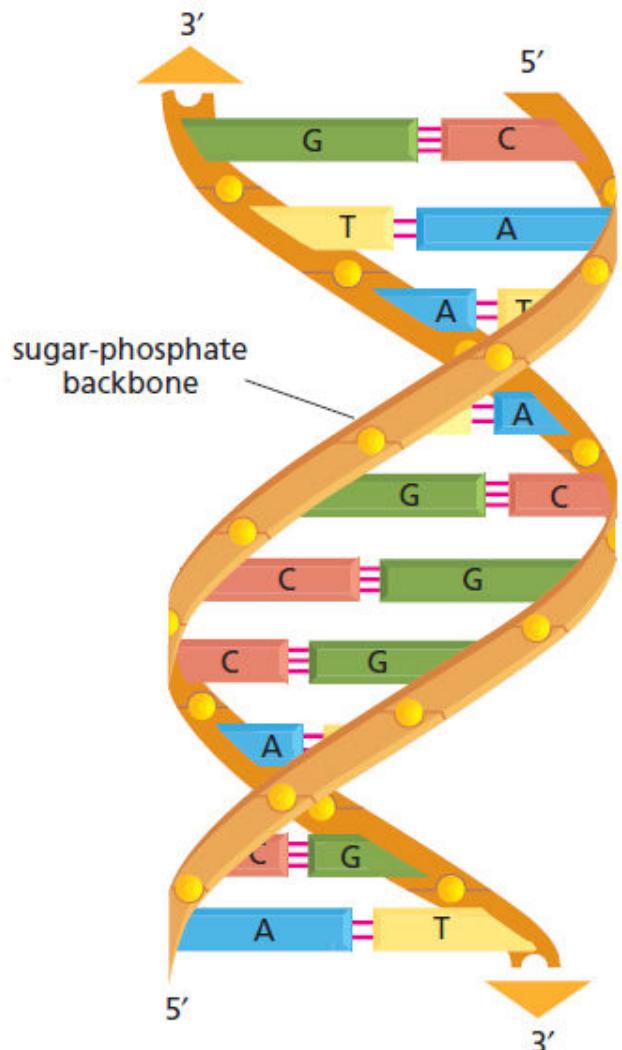 Ficurre 3.4: dna molecule. dna is built with four types of
