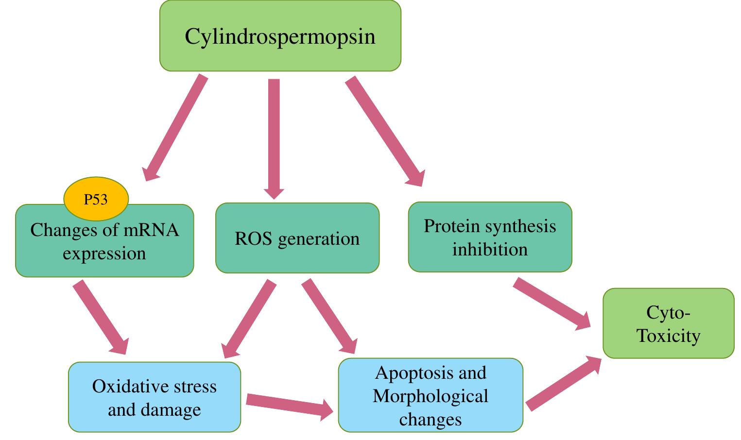 The pathways illustrate the mechanism of action of