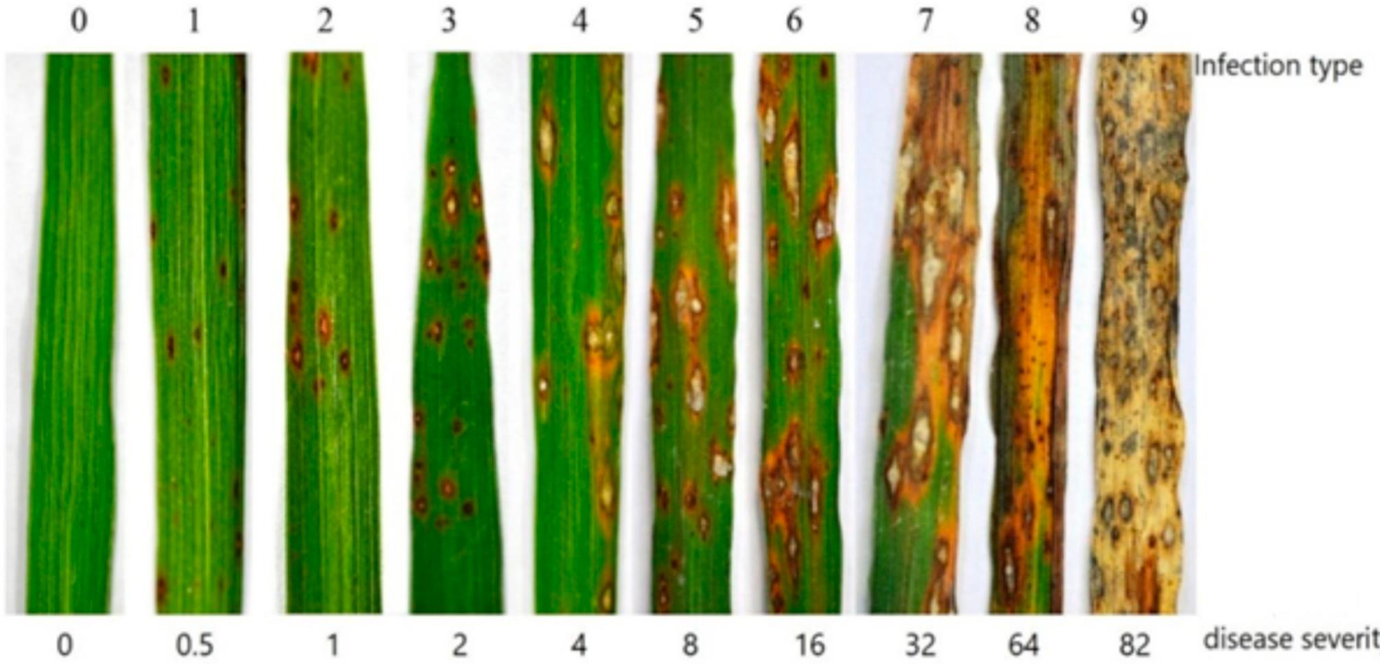Infection type and disease severity of rice blast disease