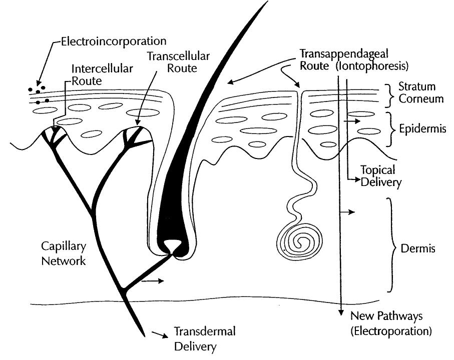 A schematic showing the pathways of topical and transdermal