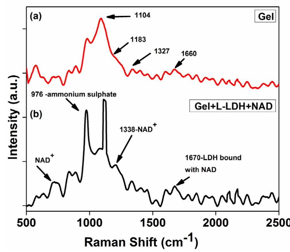 Raman spectra of (a) hydrogel without enzyme, and (b)