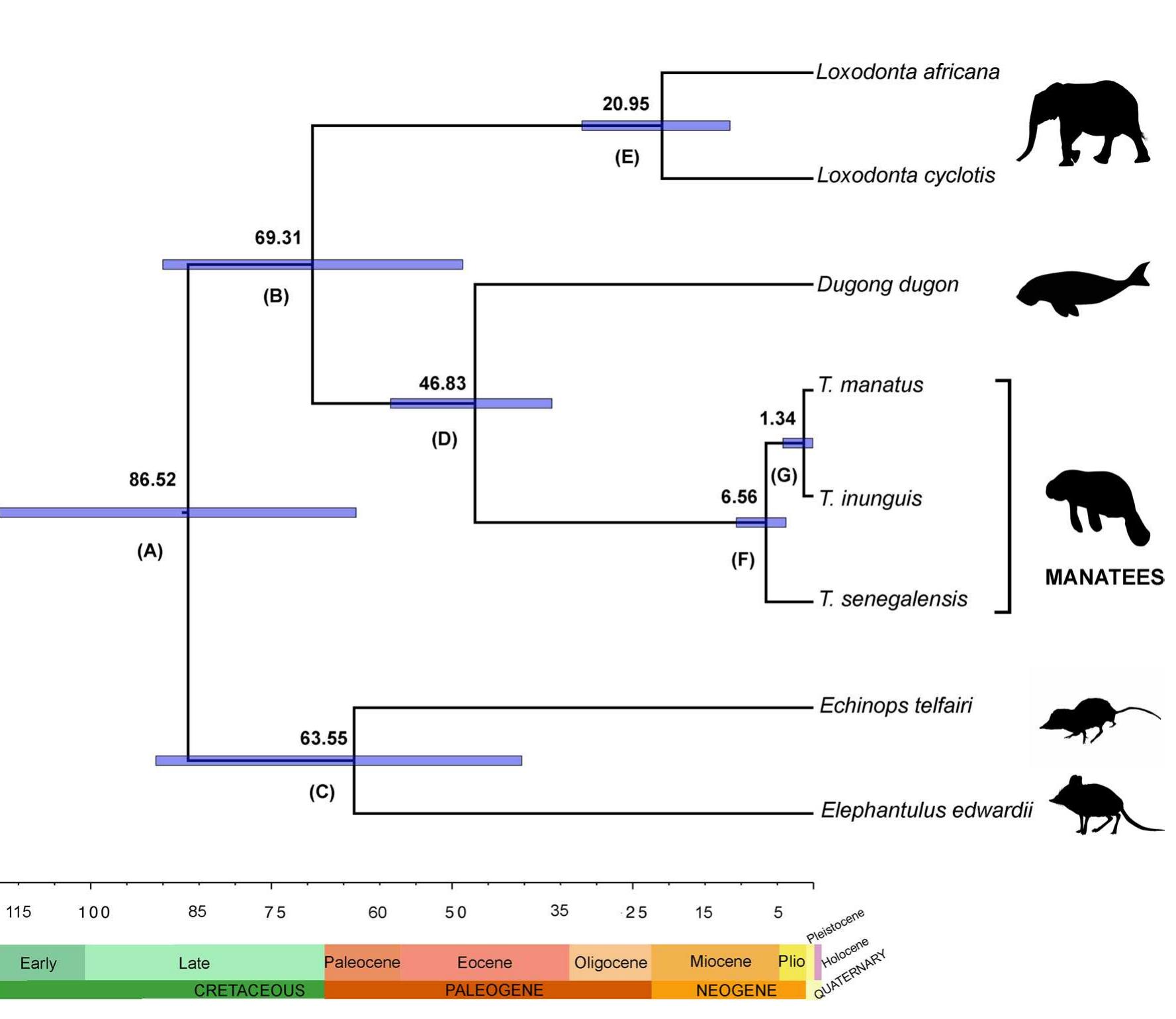 A phylogenetic tree for time divergence between the