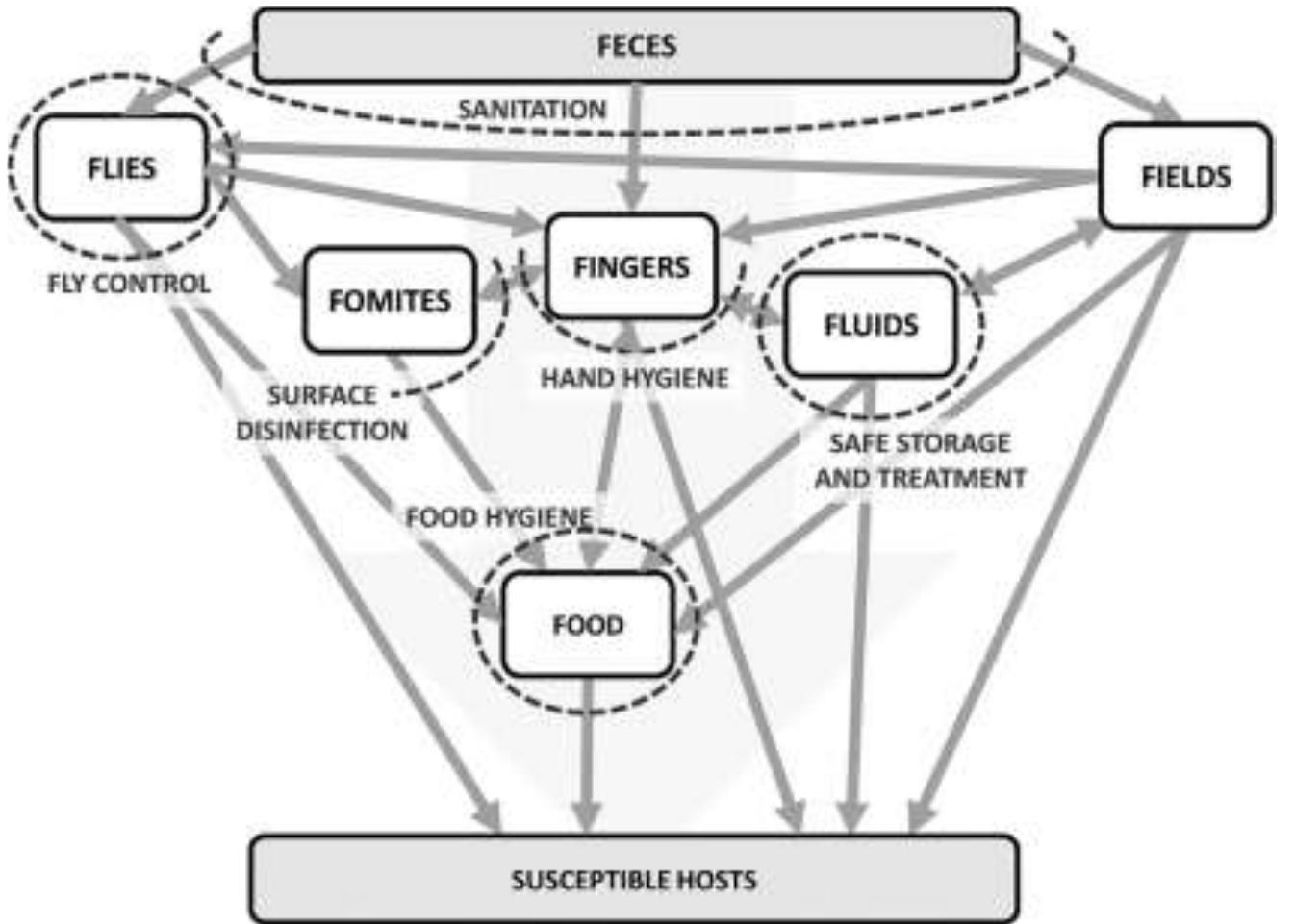 The f-diagram showing the diarrheal disease transmission