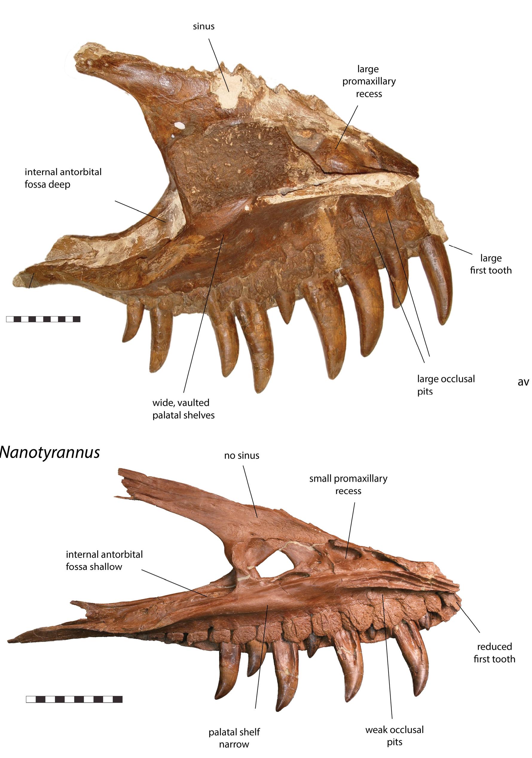 Tyrannosaurus figure 5. left maxilla of tyrannosaurus rex cm