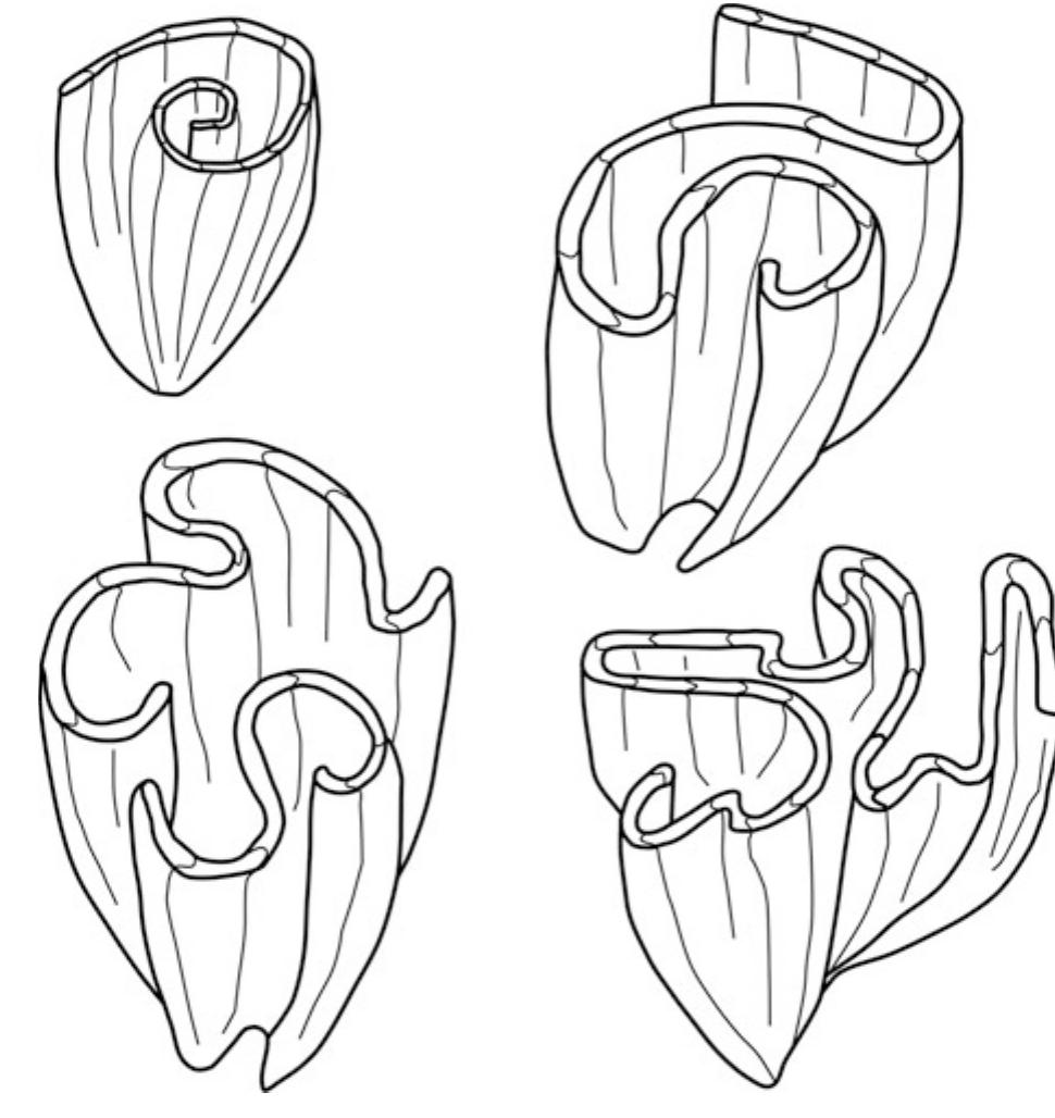 95 variant of paradictyodora antarctica (schematic recon-