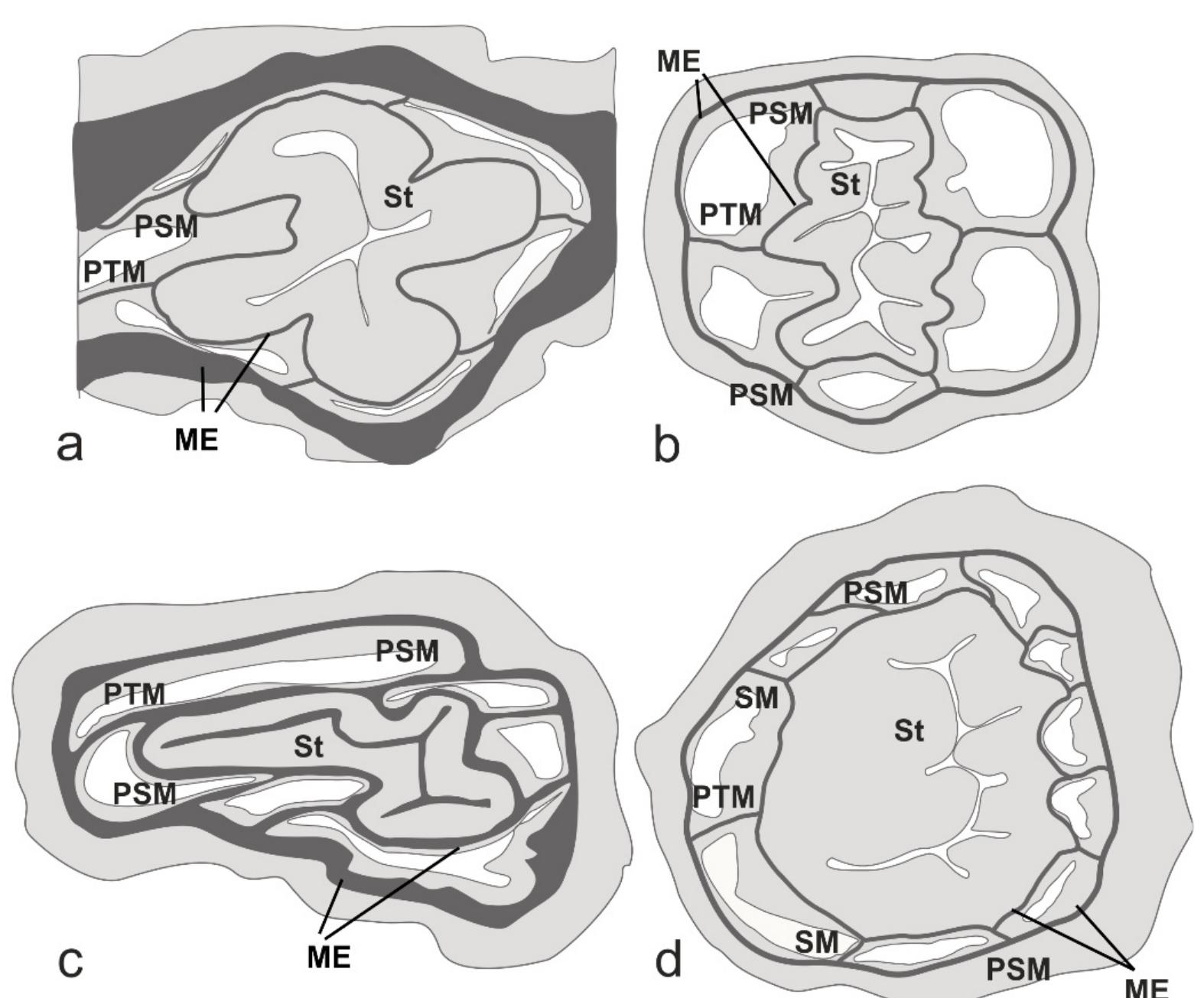 Schematic sections of the oral cone of polyps of